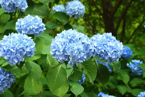 A Full Guide to Grow From Cuttings - Smart Garden Experts