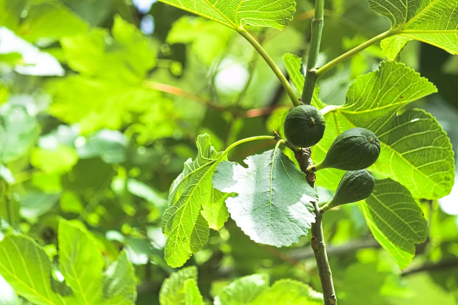 How long does it take to grow a fig tree? - Smart Garden Experts