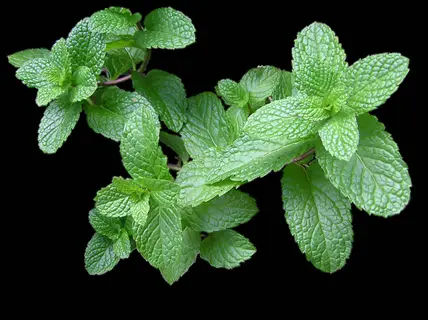 A Full Guide to Grow From Cuttings - Smart Garden Experts