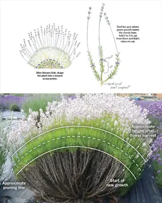 A Full Guide to Grow From Cuttings - Smart Garden Experts
