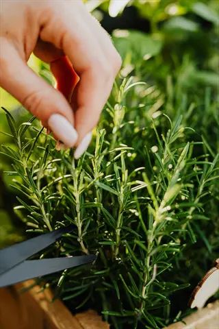 A Full Guide to Grow From Cuttings - Smart Garden Experts
