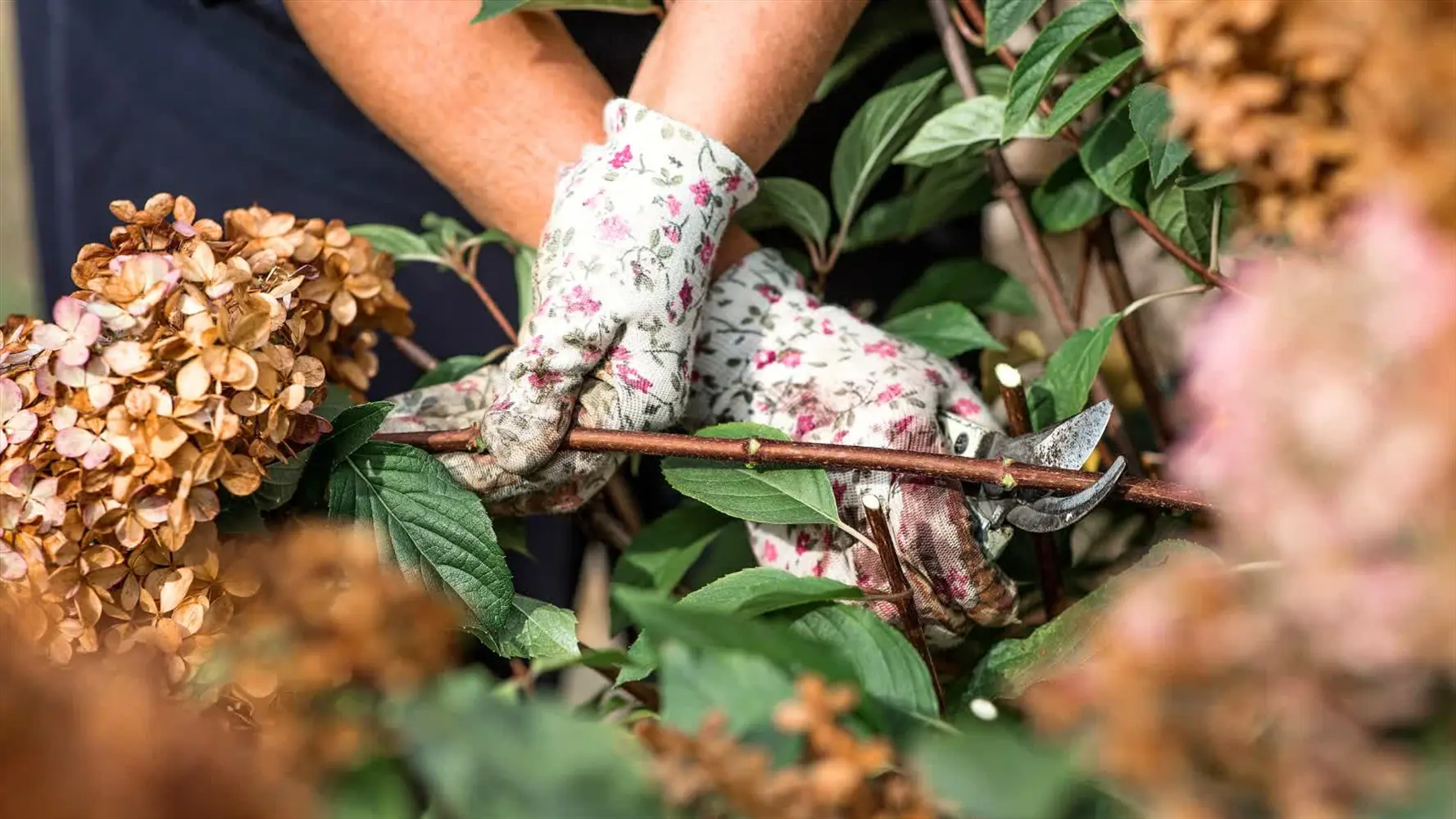 How to Prune Hydrangeas for Maximum Blooms - Smart Garden Experts