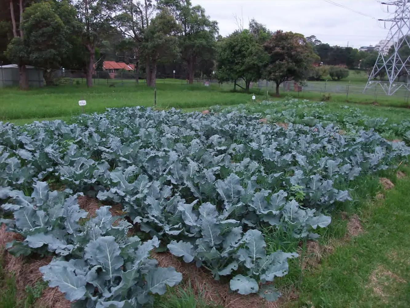 Broccoli Plant Spacing for Maximum Yields - Smart Garden Experts