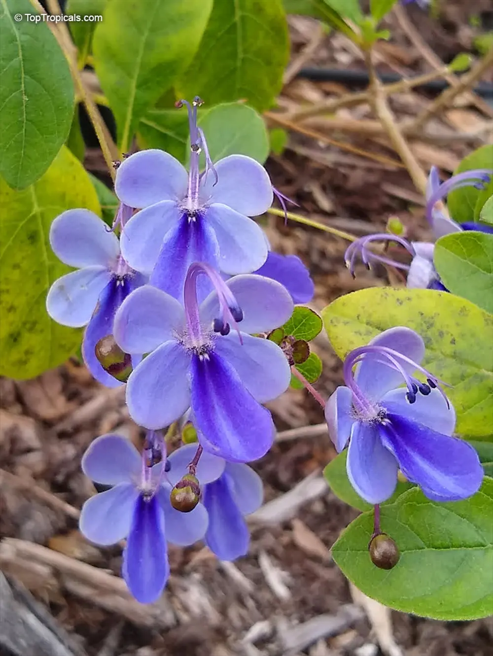 Does a butterfly bush come back every year? - Smart Garden Experts