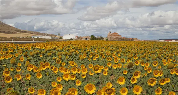 Best Native Pollinator Plants for Ecosystem Health - Smart Garden Experts